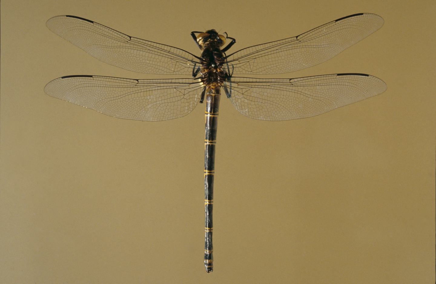 Meet the Giants: The Heaviest Insects in Queensland Museum’s Collection ...