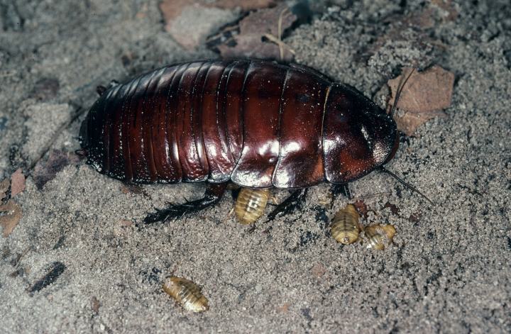 Meet the Giants: The Heaviest Insects in Queensland Museum’s Collection ...