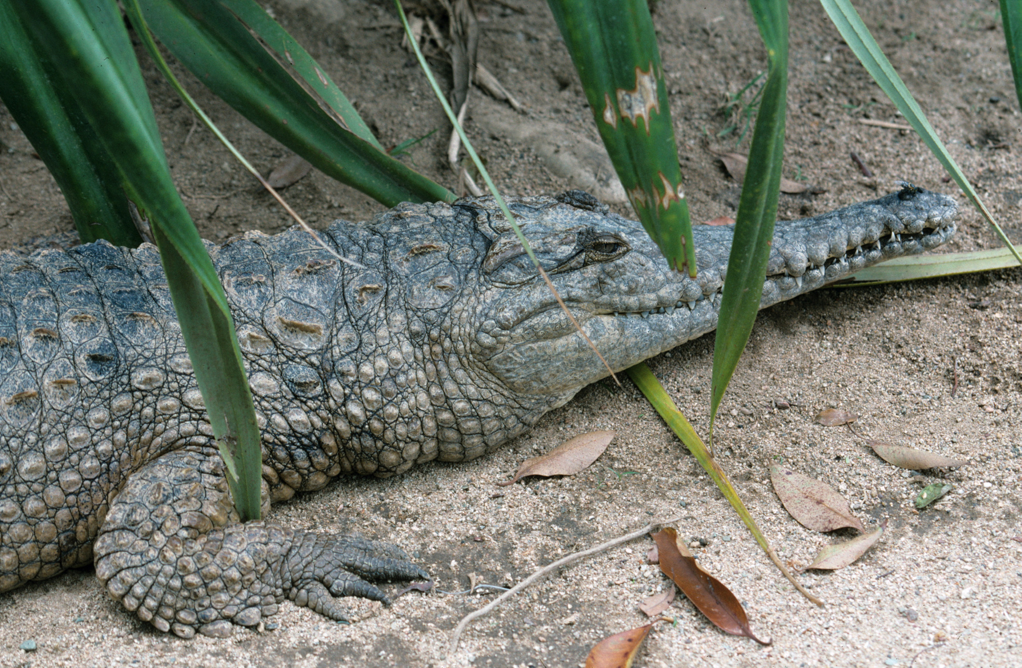 Australia’s crocodiles: Freshwater vs Saltwater – What’s the Difference? – Queensland Museum Blog